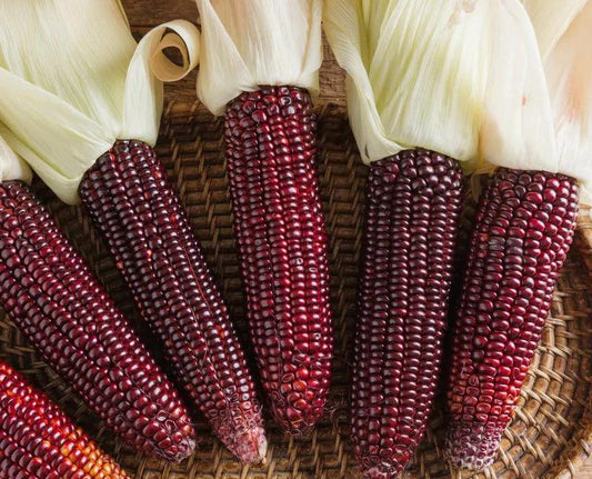 Corn – Boondie Seeds