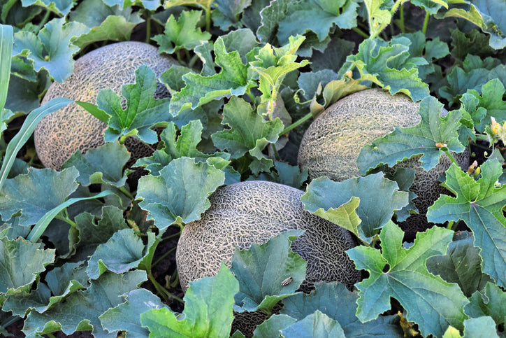 ROCKMELON 'Hales Jumbo' seeds – Boondie Seeds