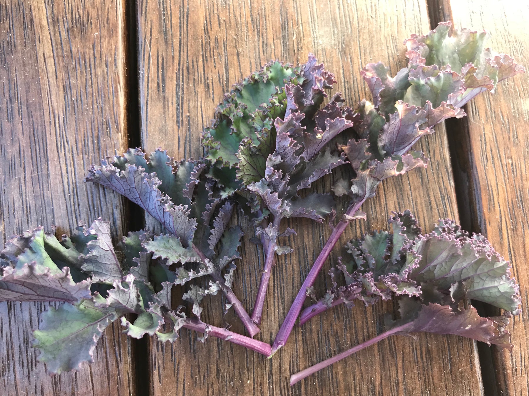 Boondie Seeds