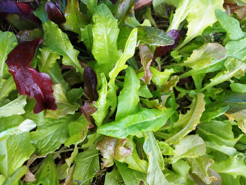 LETTUCE 'Gourmet Mixed' / Heirloom Mix seeds – Boondie Seeds