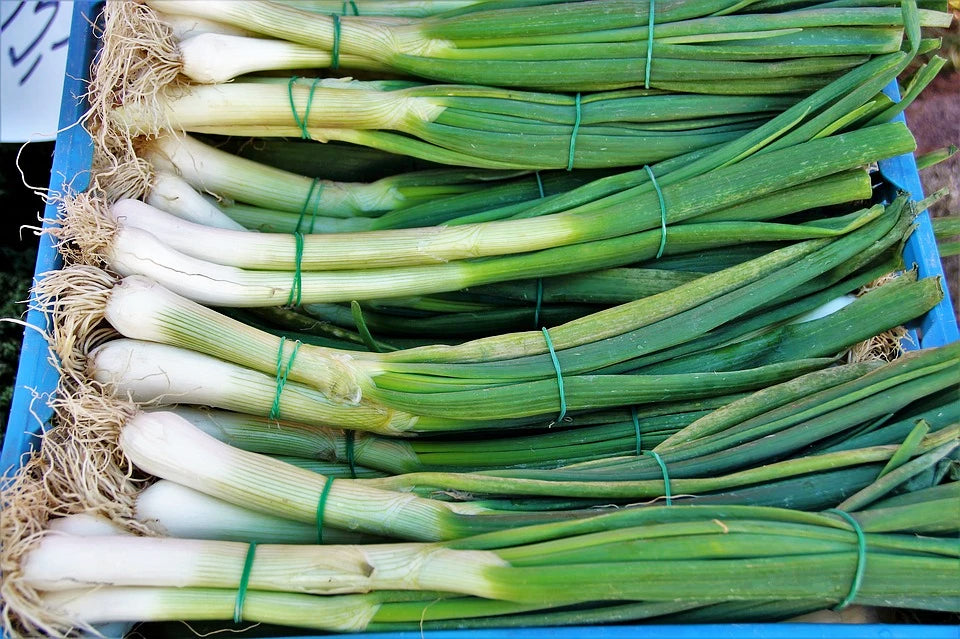 SPRING ONION 'White Lisbon' seeds – Boondie Seeds