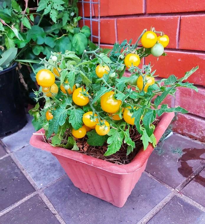 Tomato – Boondie Seeds