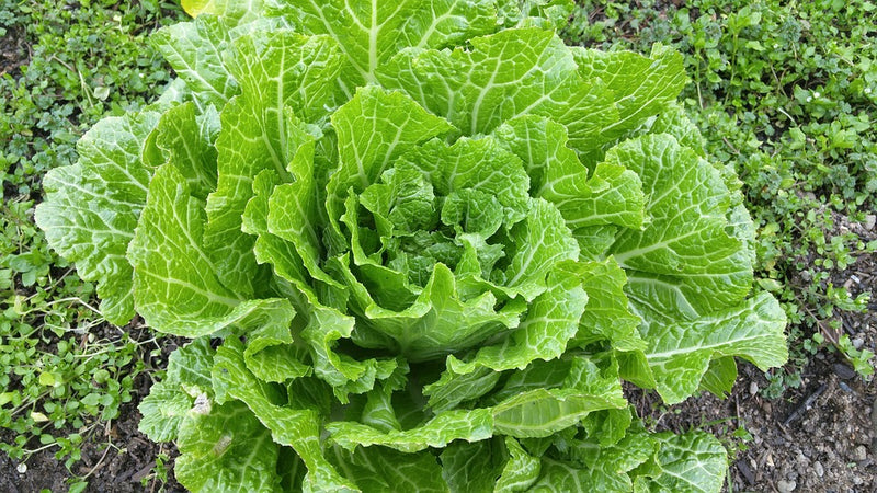 CHINESE CABBAGE / WONG BOK / WOMBOK 'Michihilli' seeds – Boondie Seeds