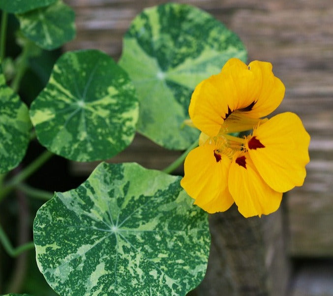 NASTURTIUM 'Alaska Variegated Mix' seeds – Boondie Seeds