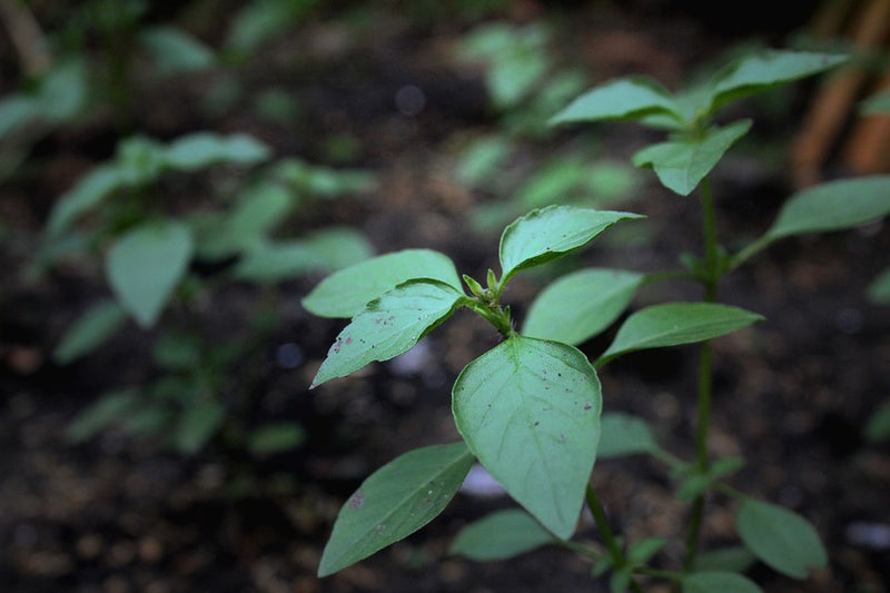 BASIL 'Mini Leaf' / Fine Leaf seeds – Boondie Seeds