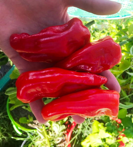 CHILLI 'Padron' seeds – Boondie Seeds