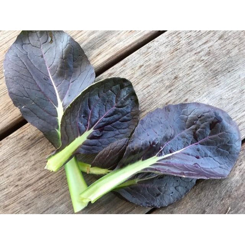 TATSOI Deep Purple seeds – Boondie Seeds