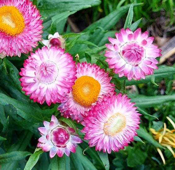 PAPER DAISY 'Bright Rose / Pink' / STRAWFLOWER / EVERLASTING DAISY see ...