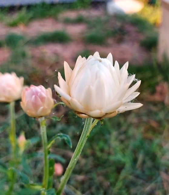 PAPER DAISY 'White' / STRAWFLOWER / EVERLASTING DAISY seeds – Boondie Seeds