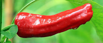 Chilli – Boondie Seeds