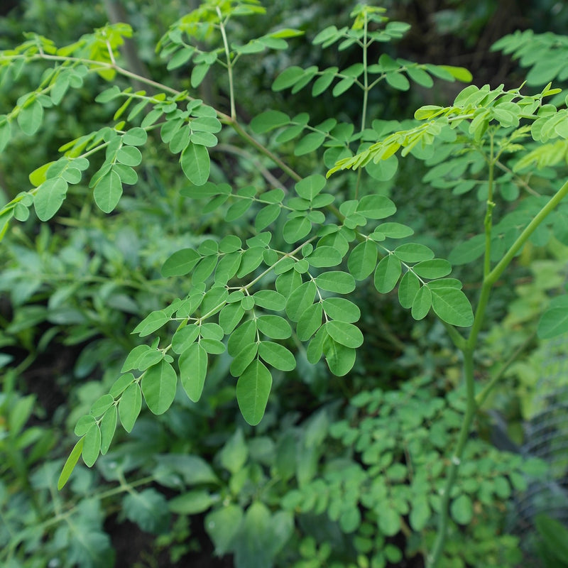 MORINGA OLEIFERA / Drumstick Tree / Miracle Tree seeds – Boondie Seeds