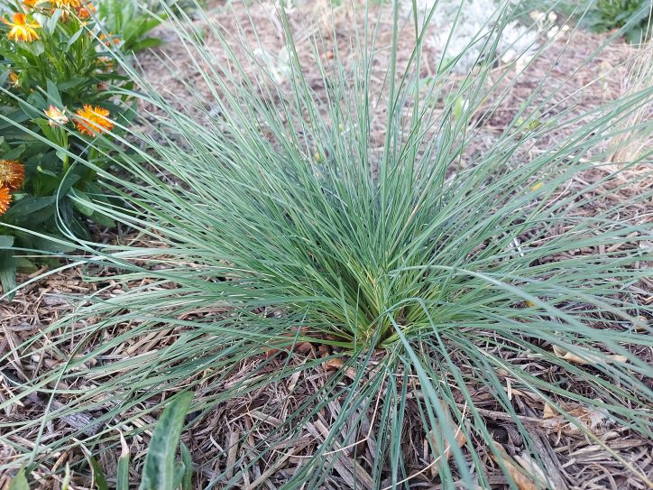 Tussock / LANDSCAPING Grass - Poa Labillardieri *Native* seeds ...
