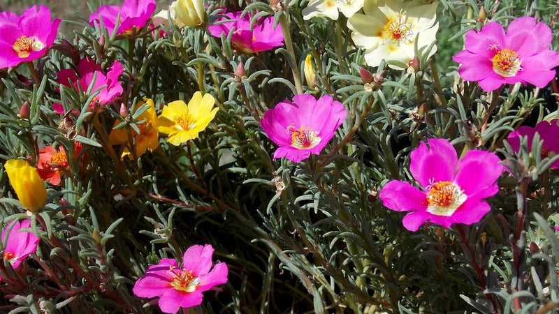 PORTULACA 'Single Flowered Mix' seeds – Boondie Seeds