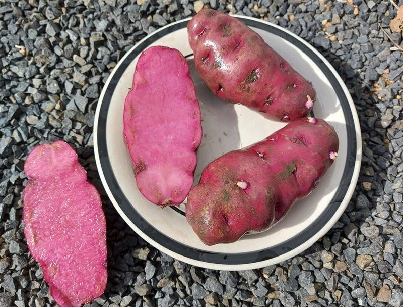 SEED POTATO - Crimson Pearl – Boondie Seeds