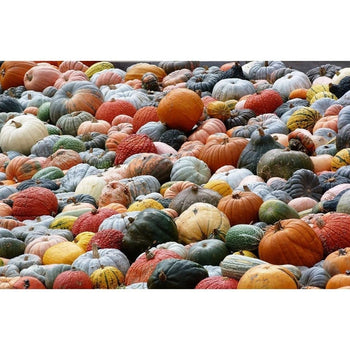 Pumpkin – Boondie Seeds