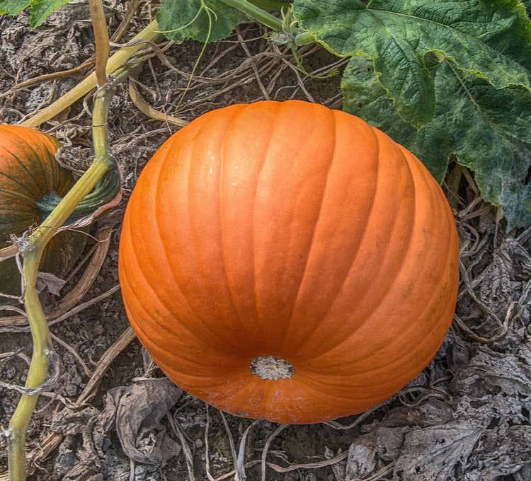 PUMPKIN GIANT 'Big Max' seeds – Boondie Seeds