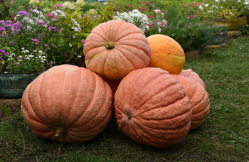 Pumpkin – Boondie Seeds