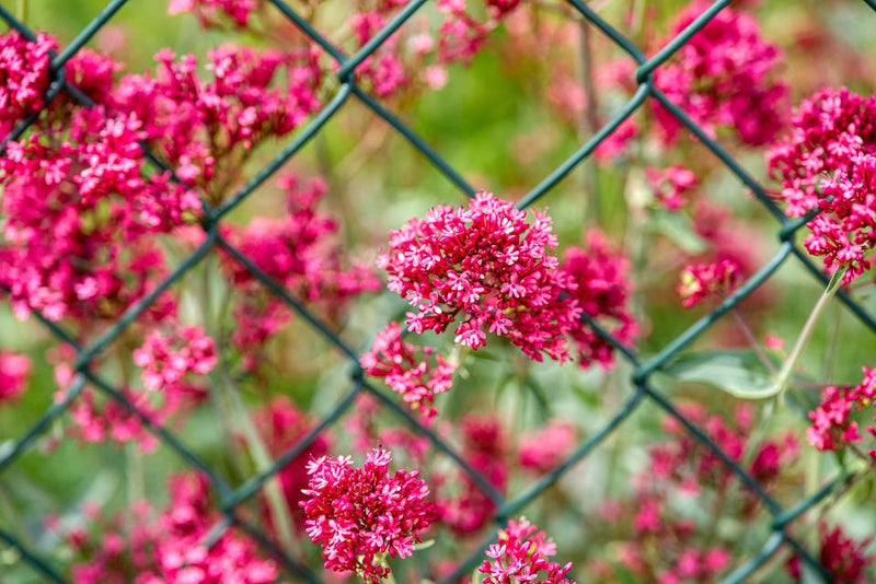VALERIAN 'Red' / Jupiter's Beard / Centranthus coccinea seeds – Boondie ...