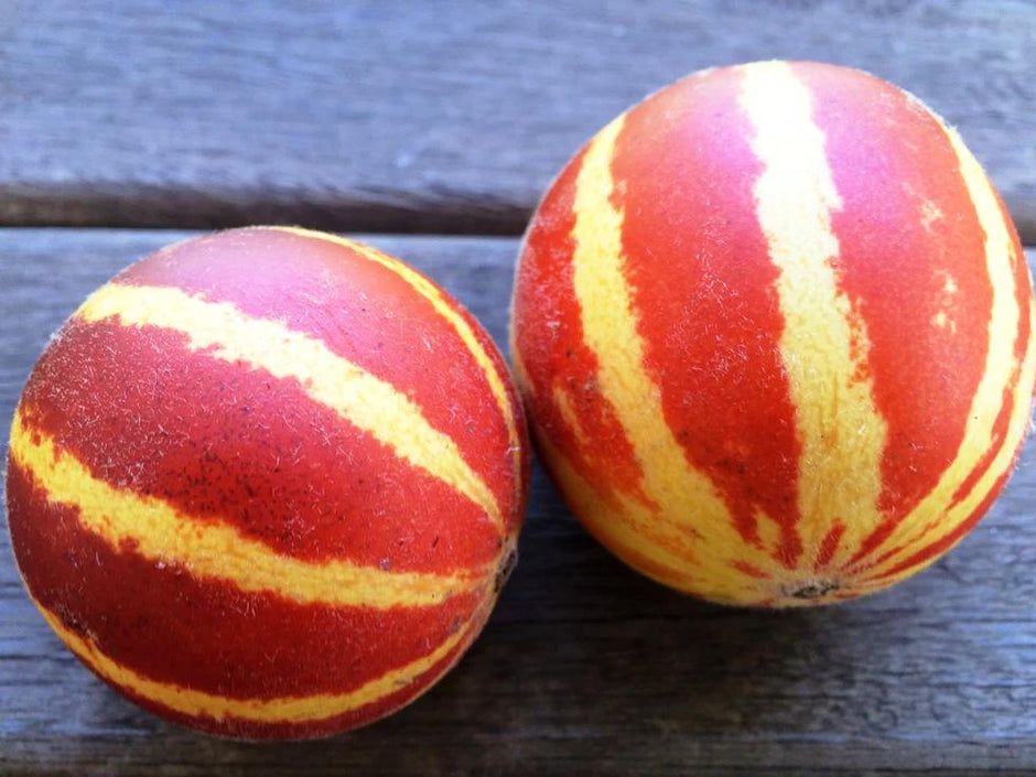 ROCKMELON 'Rich Sweetness' seeds – Boondie Seeds