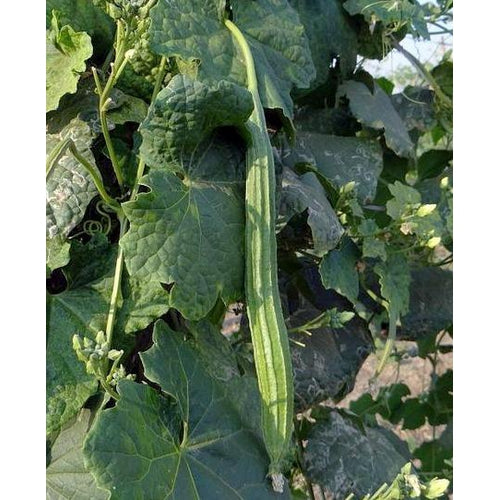 ANGLED LUFFA / OKRA CEE GWA / RIDGE GOURD / SINQUA seeds – Boondie Seeds
