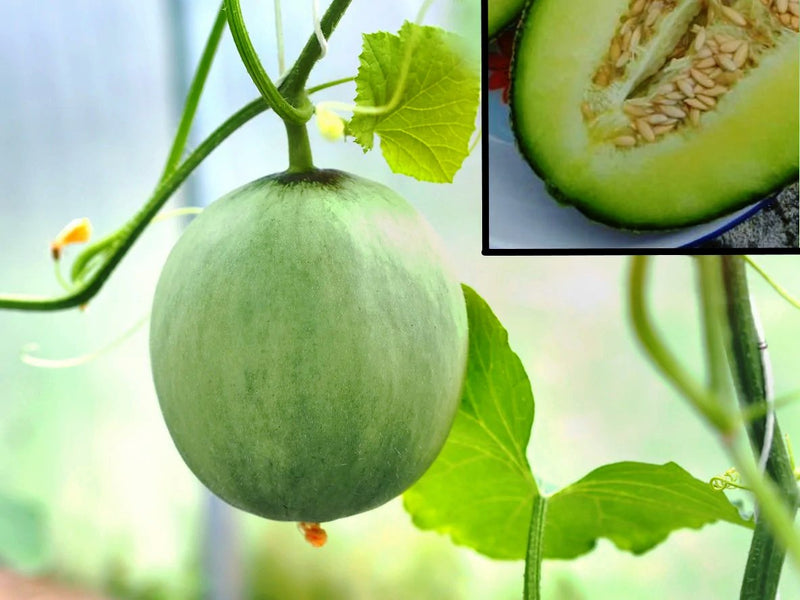 ROCKMELON 'Sakata's Sweet' seeds – Boondie Seeds