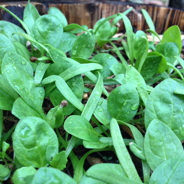 BABY SPINACH BULK / English Spinach seeds – Boondie Seeds