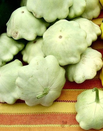 PUMPKIN 'Styrian Hulless' / Pepita seeds – Boondie Seeds