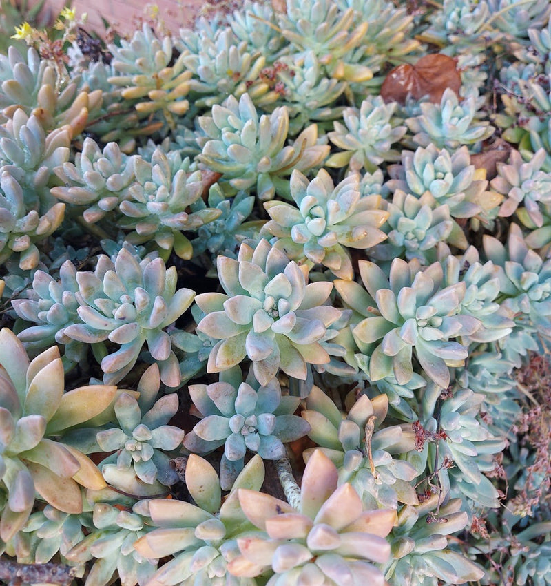 GRAPTOSEDUM 'Francesco Baldi' SUCCULENT *Plant* – Boondie Seeds