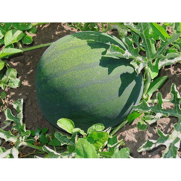 Watermelon – Boondie Seeds