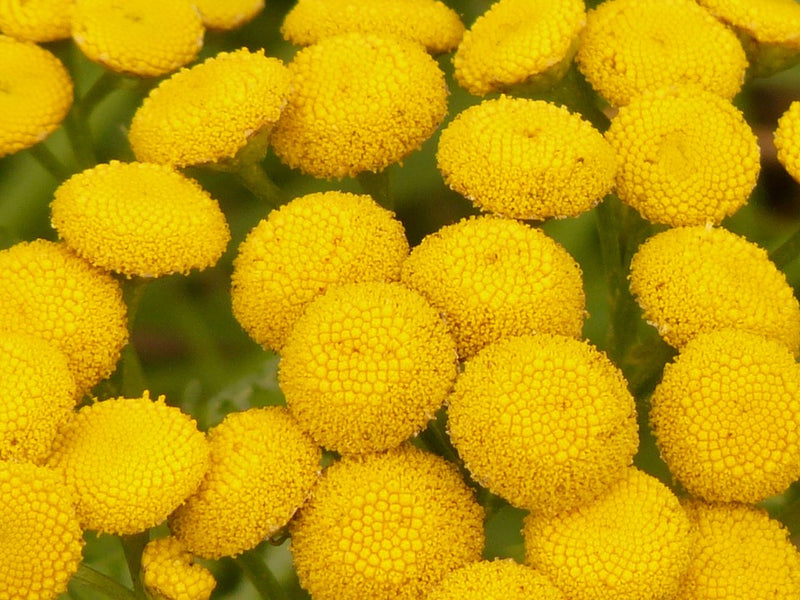 TANSY / Tanacetum vulgare seeds – Boondie Seeds