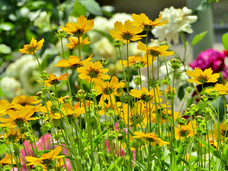 COREOPSIS / TICKSEED 'Mayfield Giants' seeds – Boondie Seeds