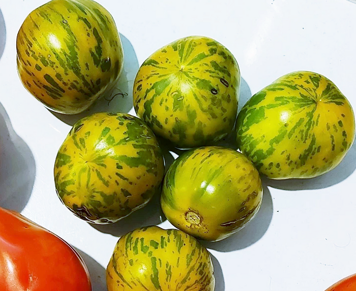 Tomato – Boondie Seeds