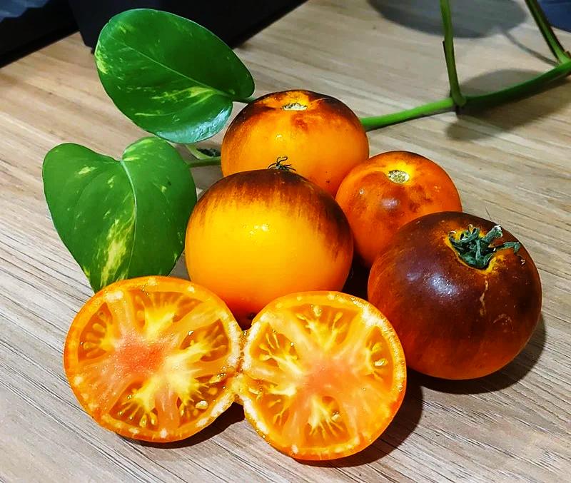 TOMATO 'Lucid Gem' seeds – Boondie Seeds