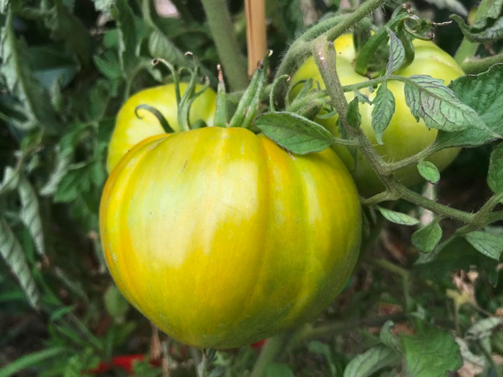 Tomato – Page 2 – Boondie Seeds