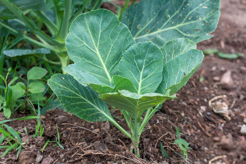 COLLARD GREENS 'Champion' seeds – Boondie Seeds