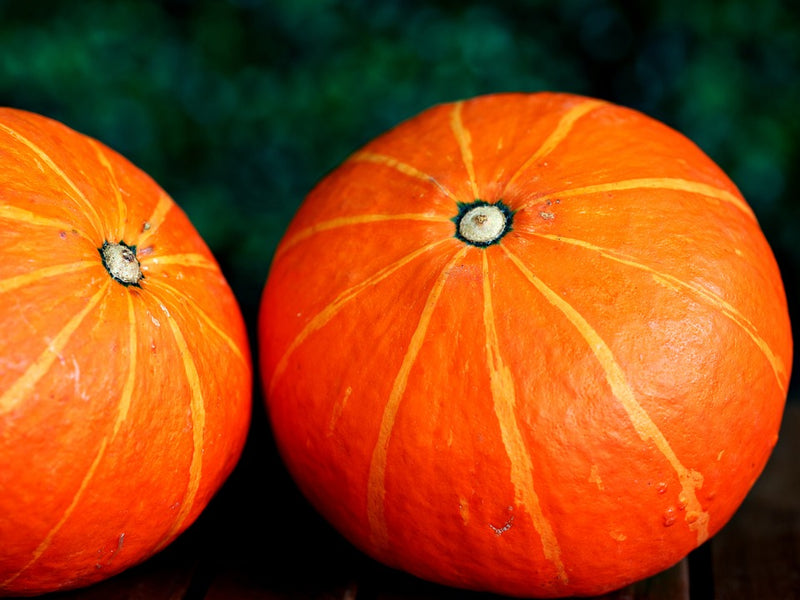 PUMPKIN 'Golden Nugget' seeds – Boondie Seeds