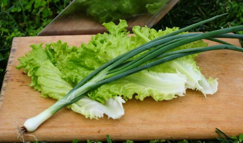 SPRING ONION 'Grandstand' seeds – Boondie Seeds