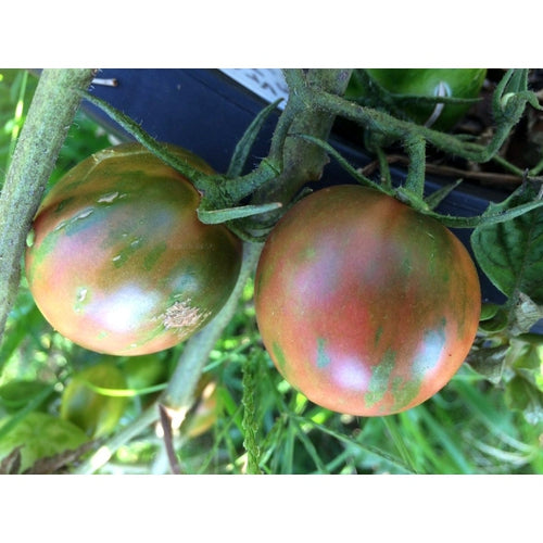 TOMATO 'Violet Jasper' seeds – Boondie Seeds