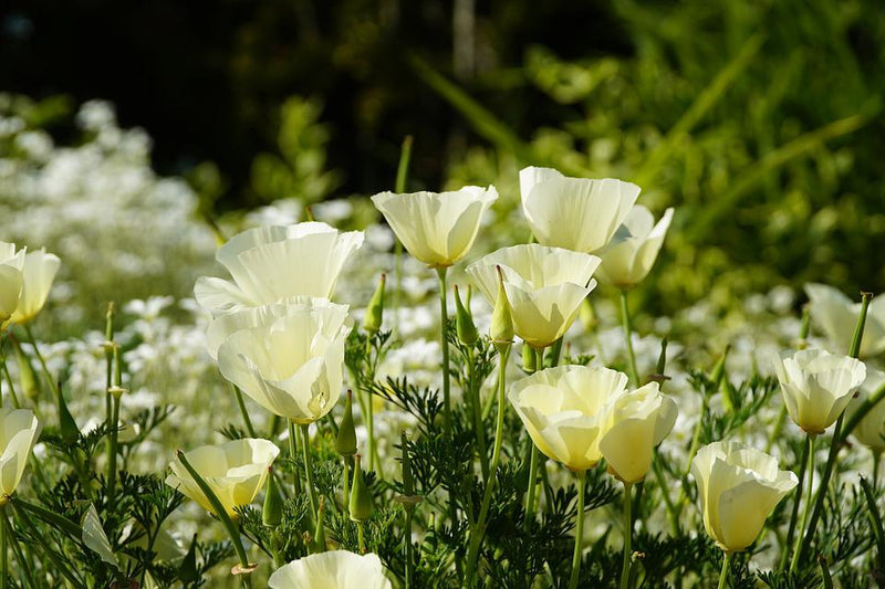 CALIFORNIAN POPPY 'Ivory Castle White' seeds – Boondie Seeds