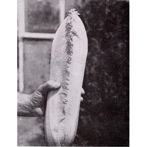 CHINESE CABBAGE / WONG BOK / WOMBOK 'Michihilli' seeds – Boondie Seeds