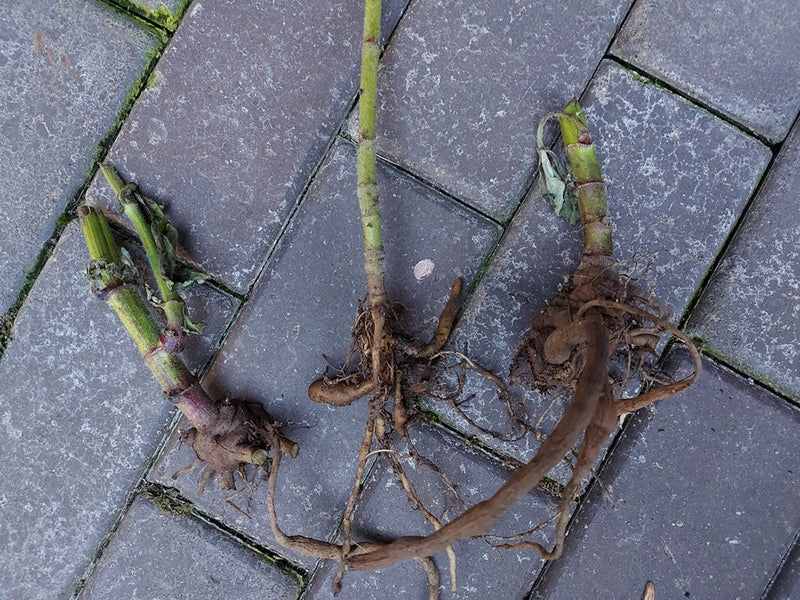 YACON / Peruvian Ground Apple - Rhizome / Plant – Boondie Seeds