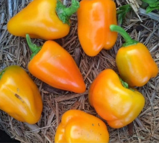 CAPSICUM 'Mini Yellow' seeds – Boondie Seeds